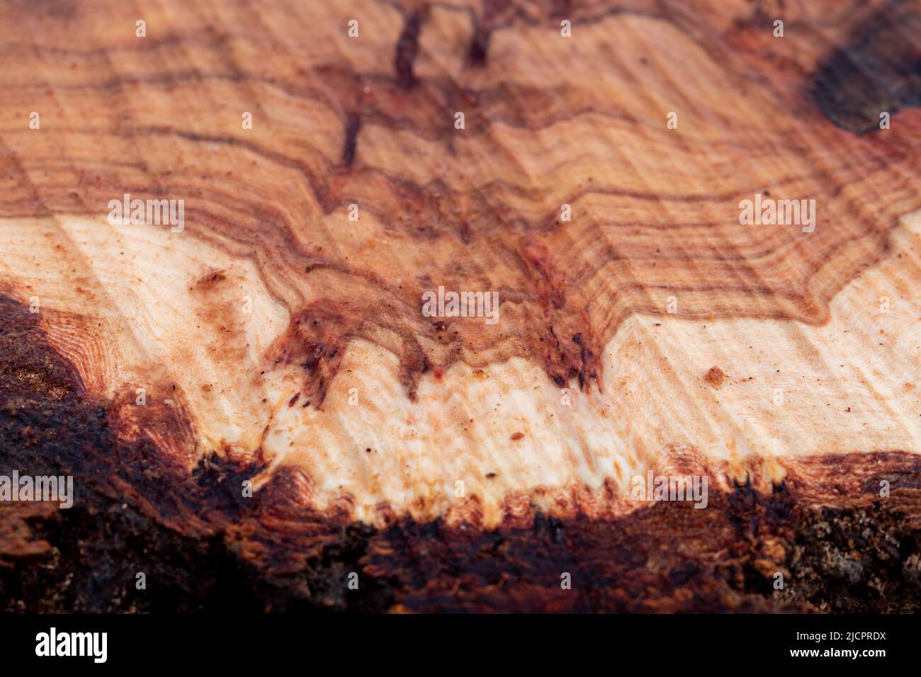 Texture of tree stump for background. Cut tree trunk texture. Wood ...