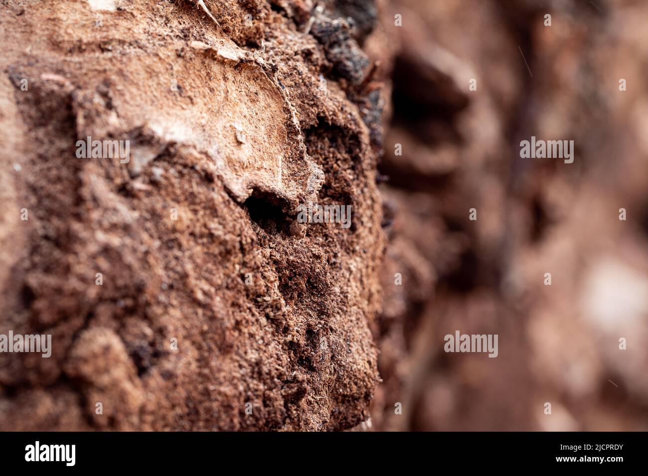 Macro closeup of rotten tree bark Stock Photo - Alamy