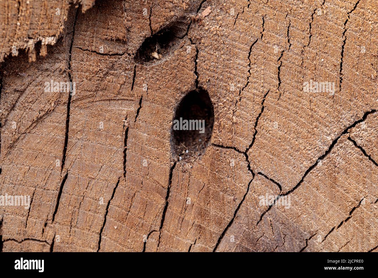 Texture of cut old tree stump with annual rings and cracks. Wooden texture Stock Photo - Alamy