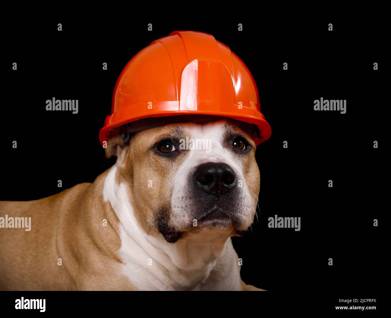 dog breed pit bull terrier in a construction helmet isolated on a black ...