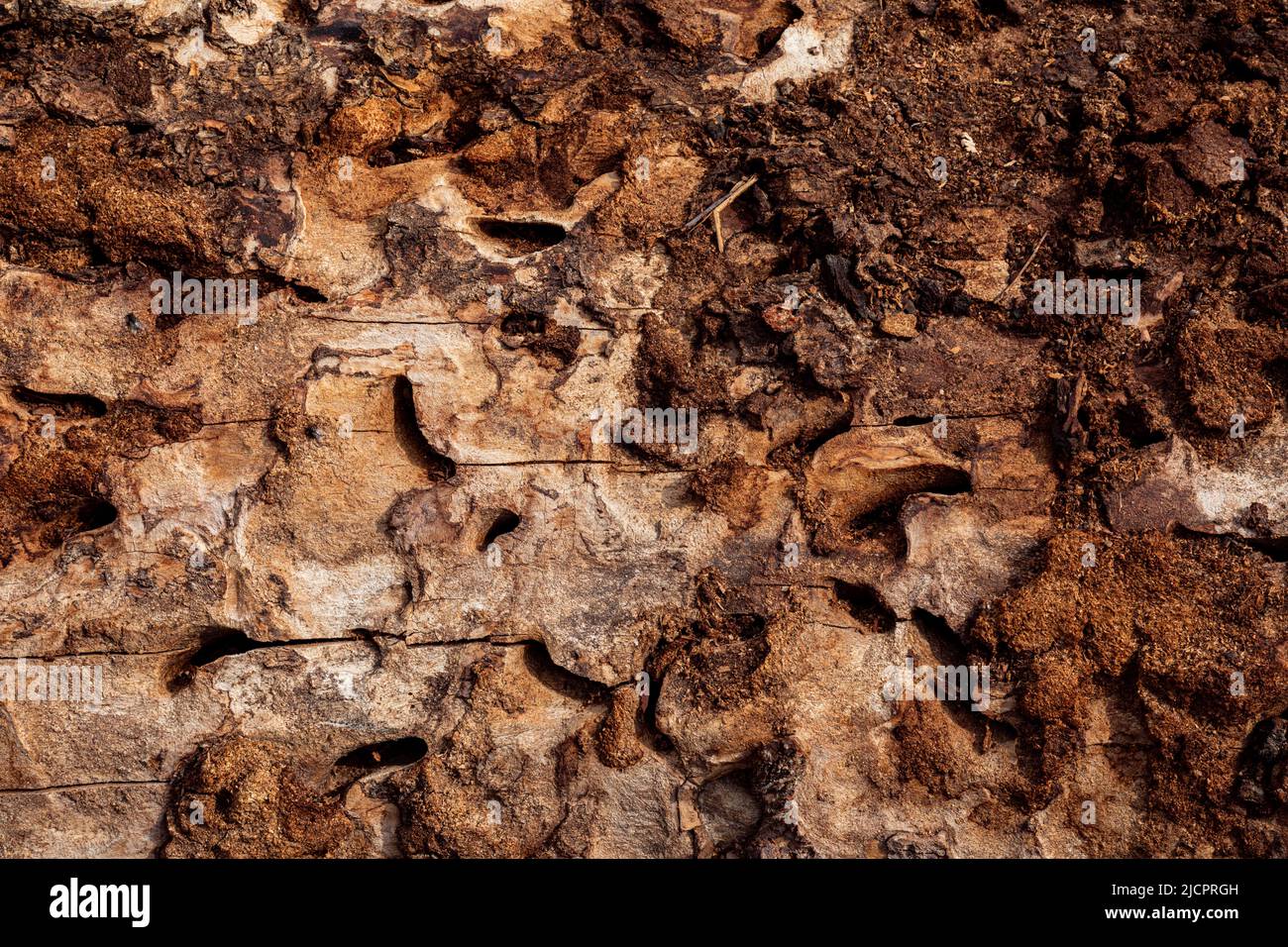 Texture of rotten tree bark Stock Photo - Alamy