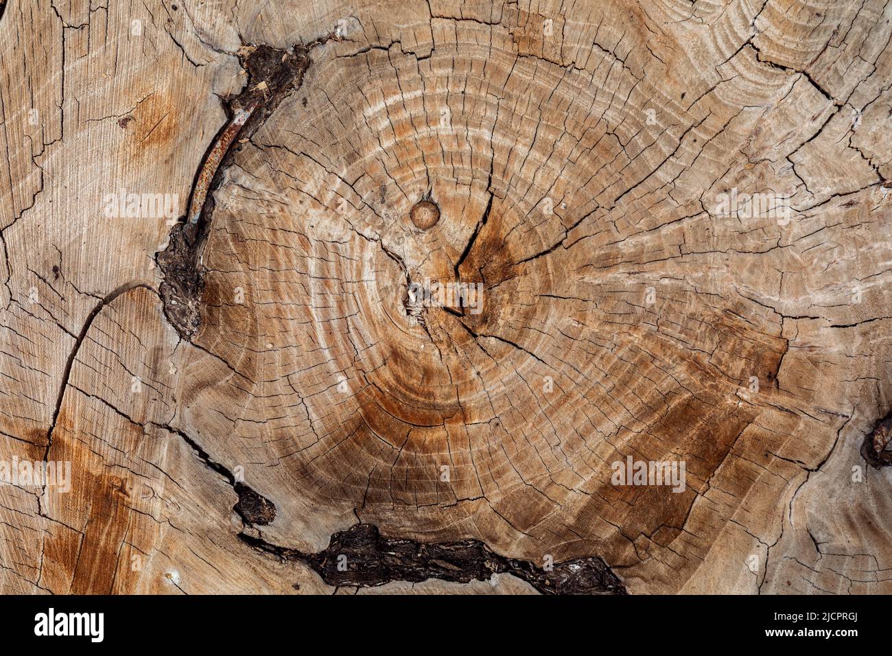 Texture of cut old tree stump with annual rings and metal objects ...