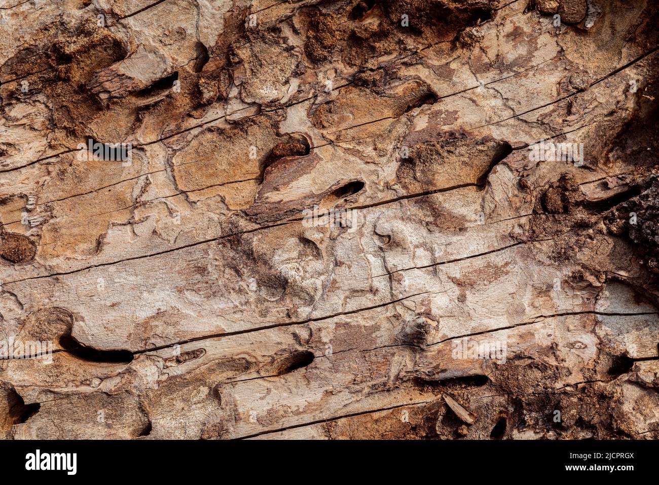 Texture of rotten tree bark Stock Photo - Alamy