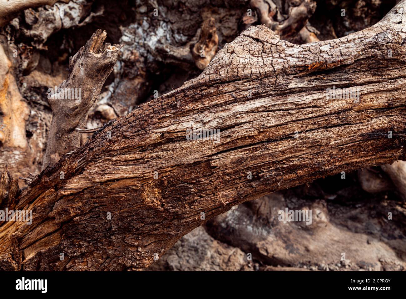 Closeup of rotten tree log Stock Photo - Alamy