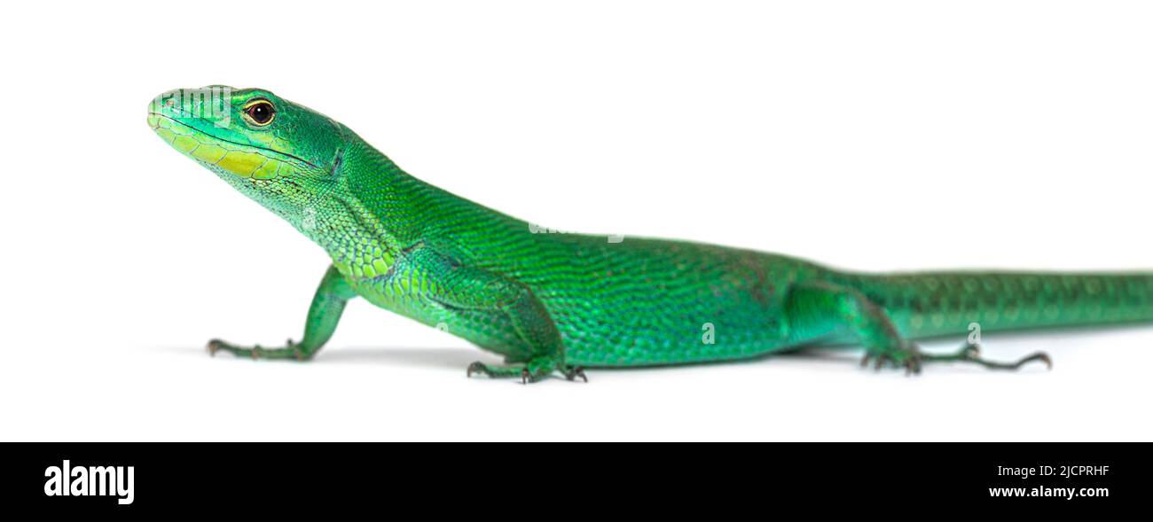 Green keel-bellied lizard, Gastropholis prasina, isolated on white ...