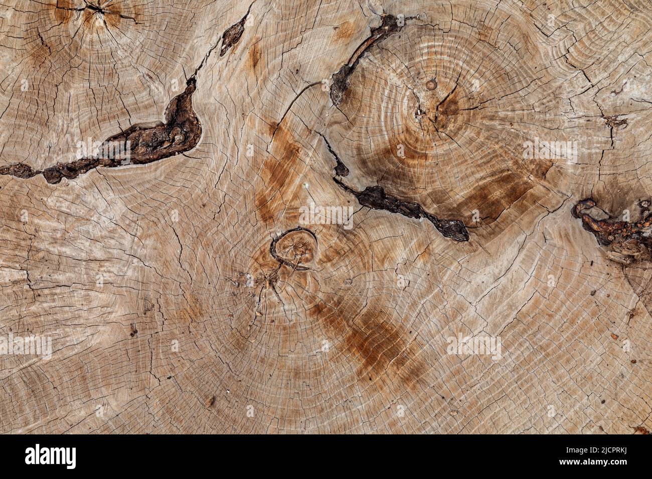 Texture of cut old tree stump with annual rings and metal objects ...