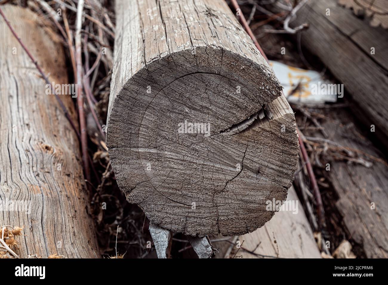 Closeup of rotten tree log Stock Photo - Alamy