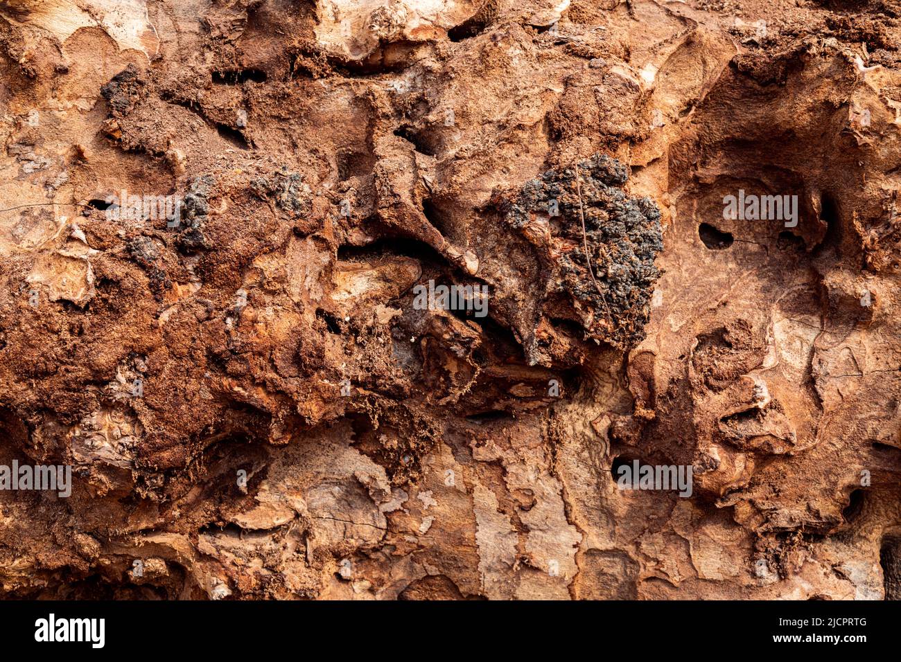 Texture of rotten tree bark Stock Photo - Alamy