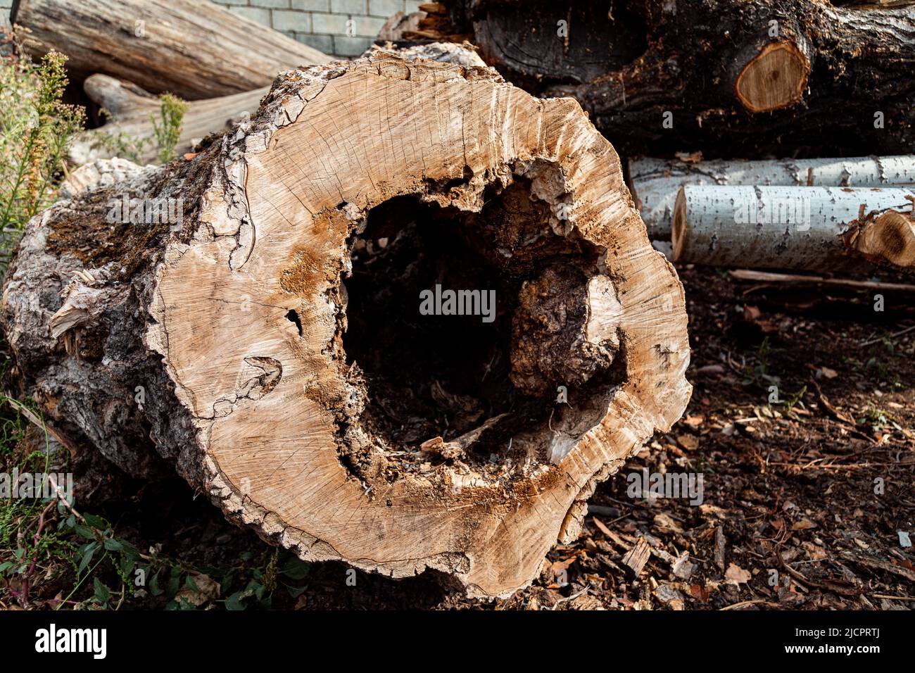 Old rotten tree stump hi-res stock photography and images - Alamy