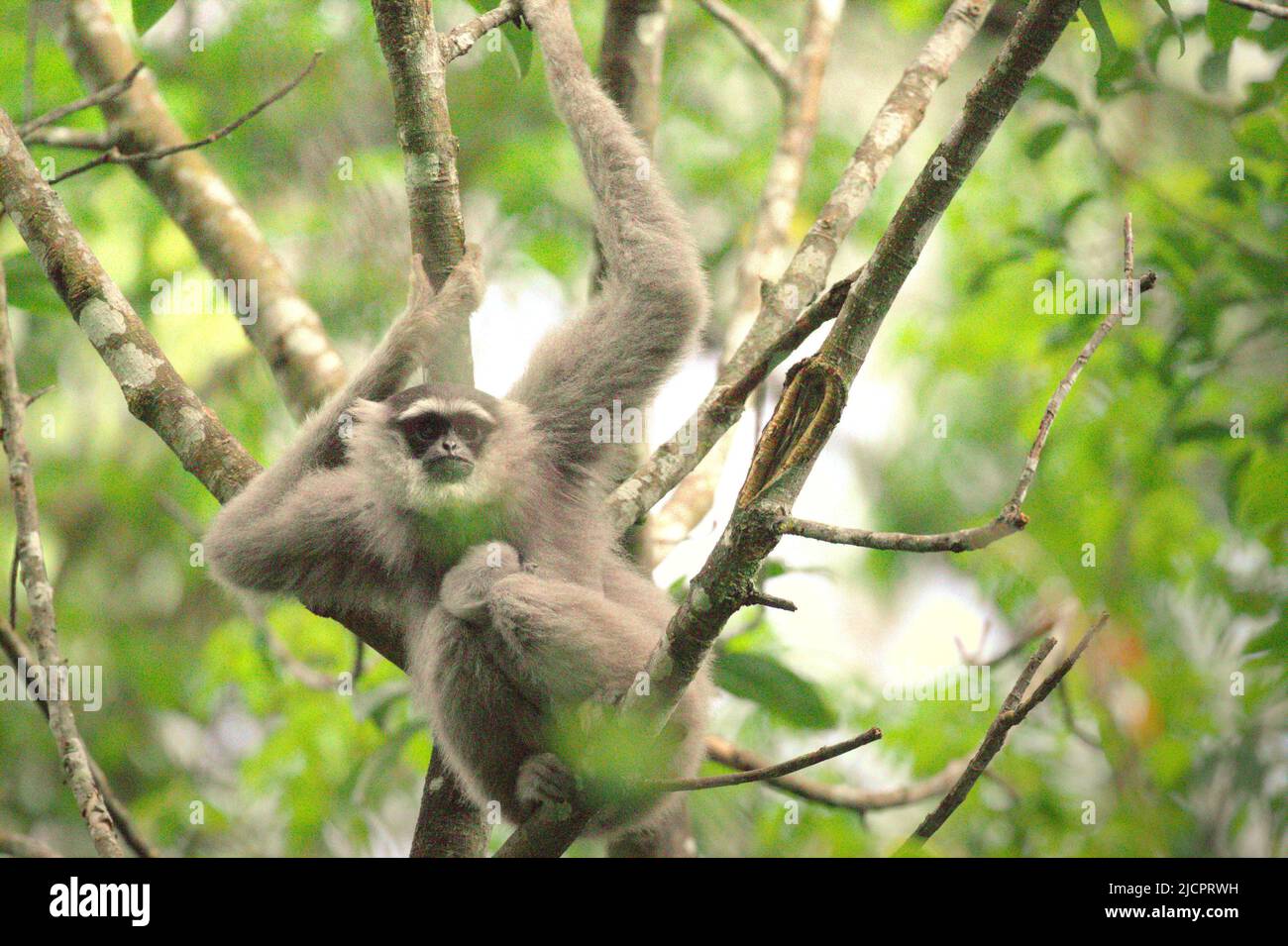 A female individual of Javan gibbon (Hylobates moloch, silvery gibbon ...