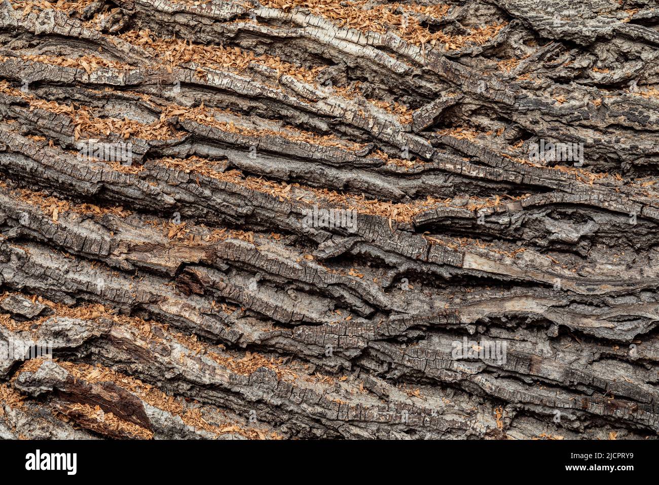 Texture of old tree bark Stock Photo - Alamy