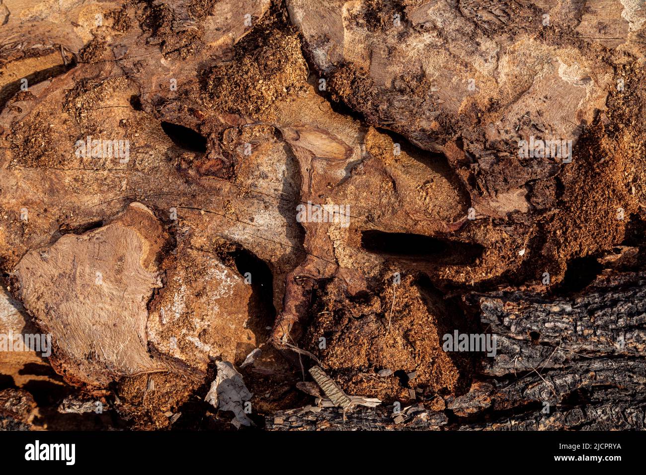Texture of rotten tree bark Stock Photo - Alamy