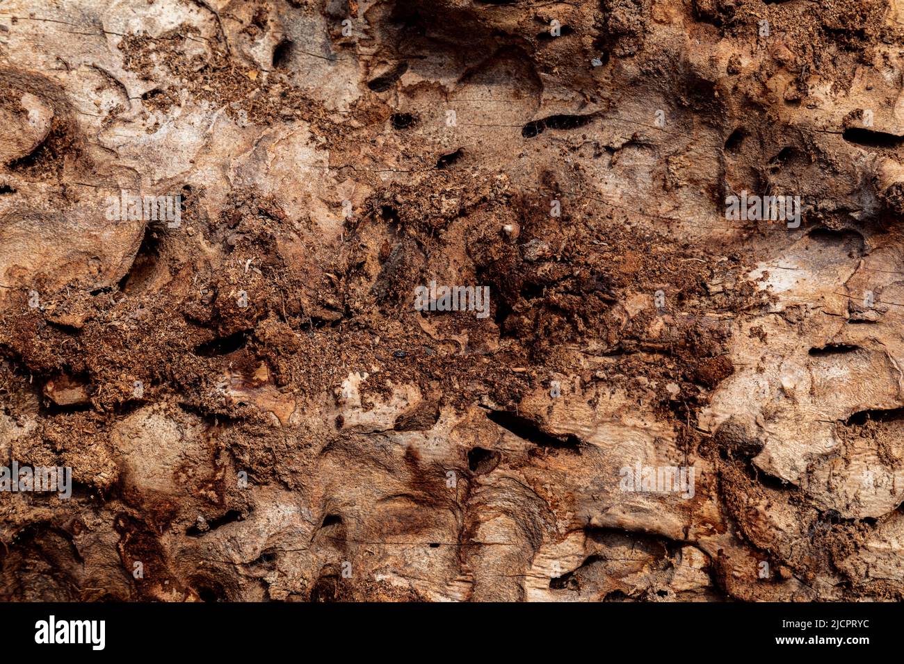 Texture of rotten tree bark Stock Photo - Alamy