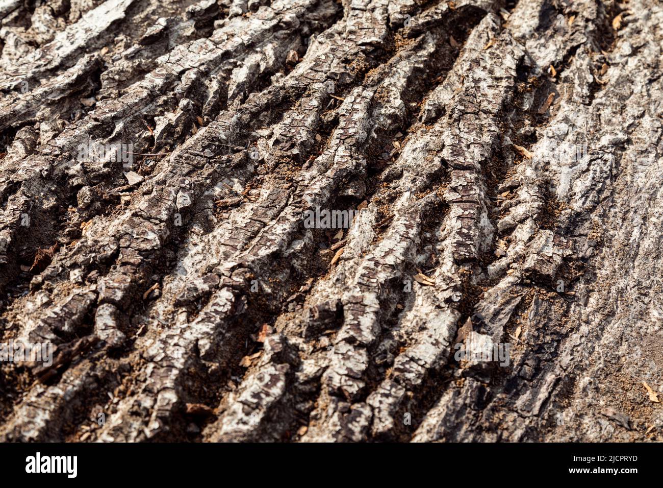 Texture of old tree bark Stock Photo - Alamy