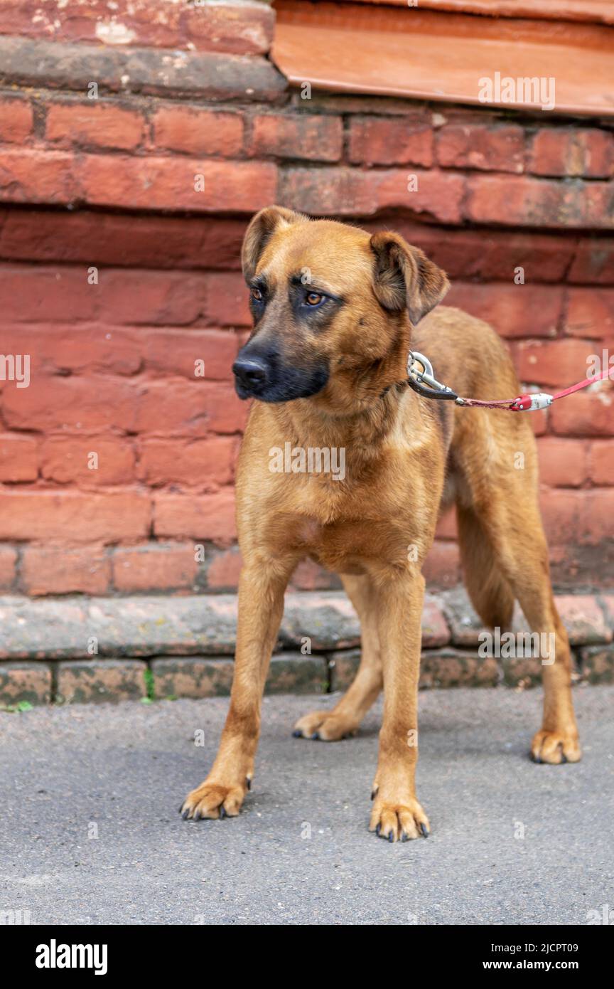 Red dog walking down the street on a leash. Interaction of humans and ...