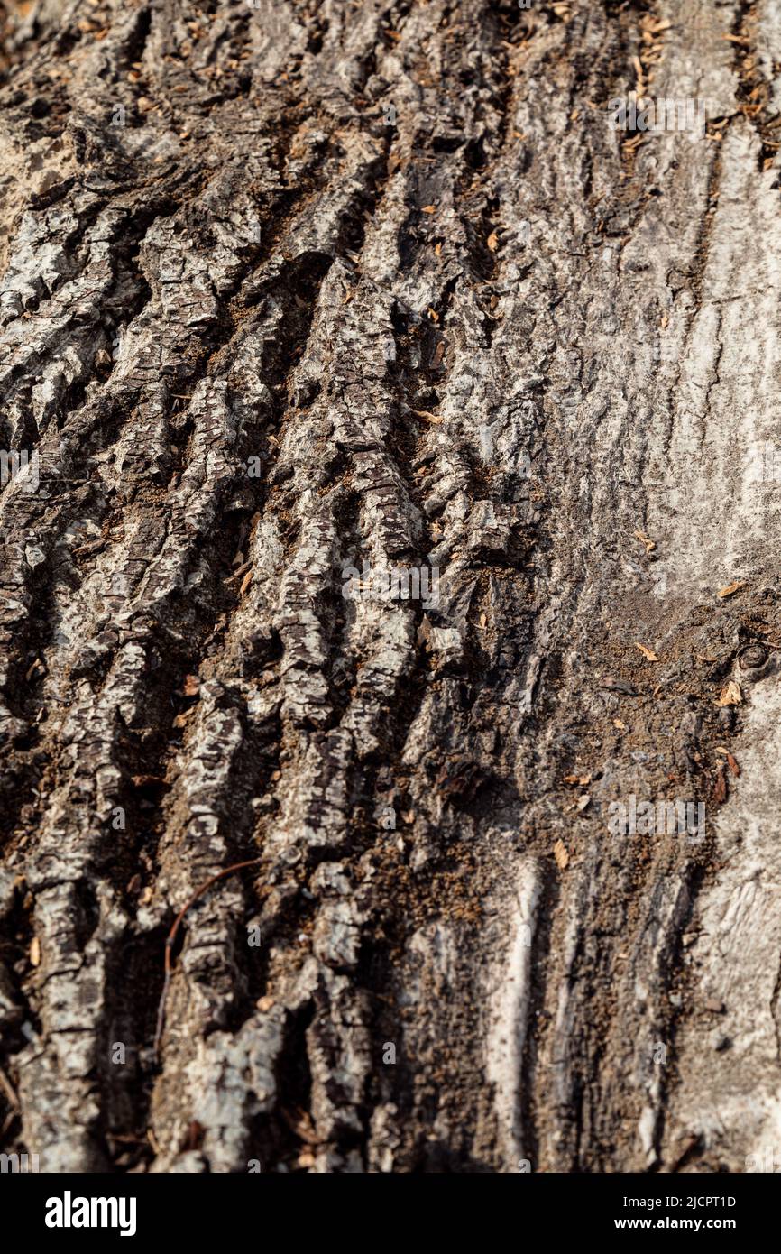Texture of old tree bark Stock Photo - Alamy