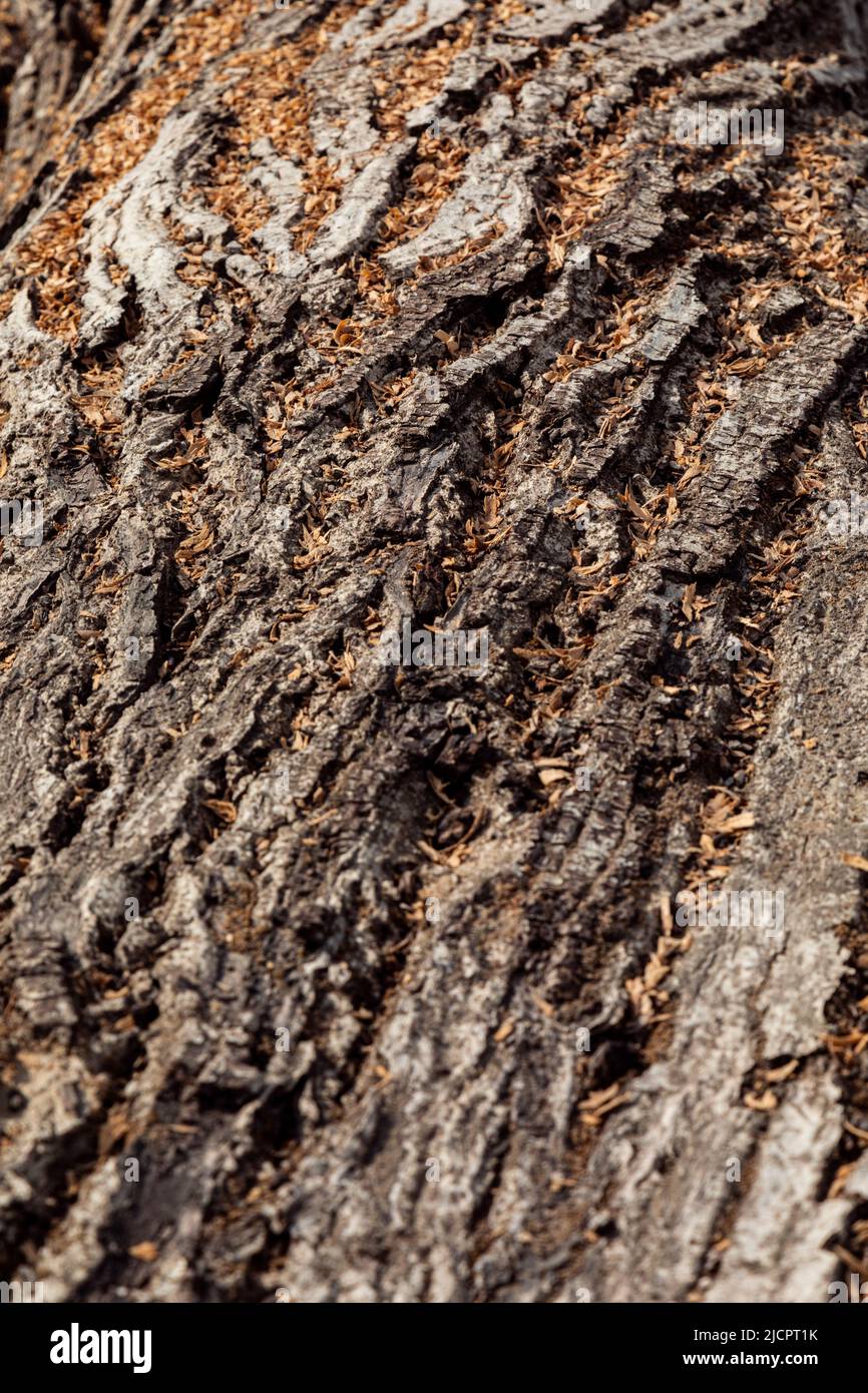 Texture of old tree bark Stock Photo - Alamy