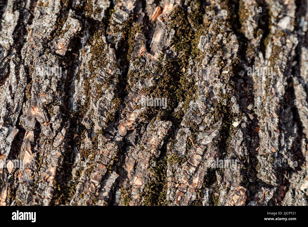 Texture of old tree bark Stock Photo - Alamy