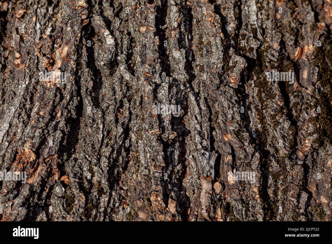 Texture of old tree bark Stock Photo - Alamy