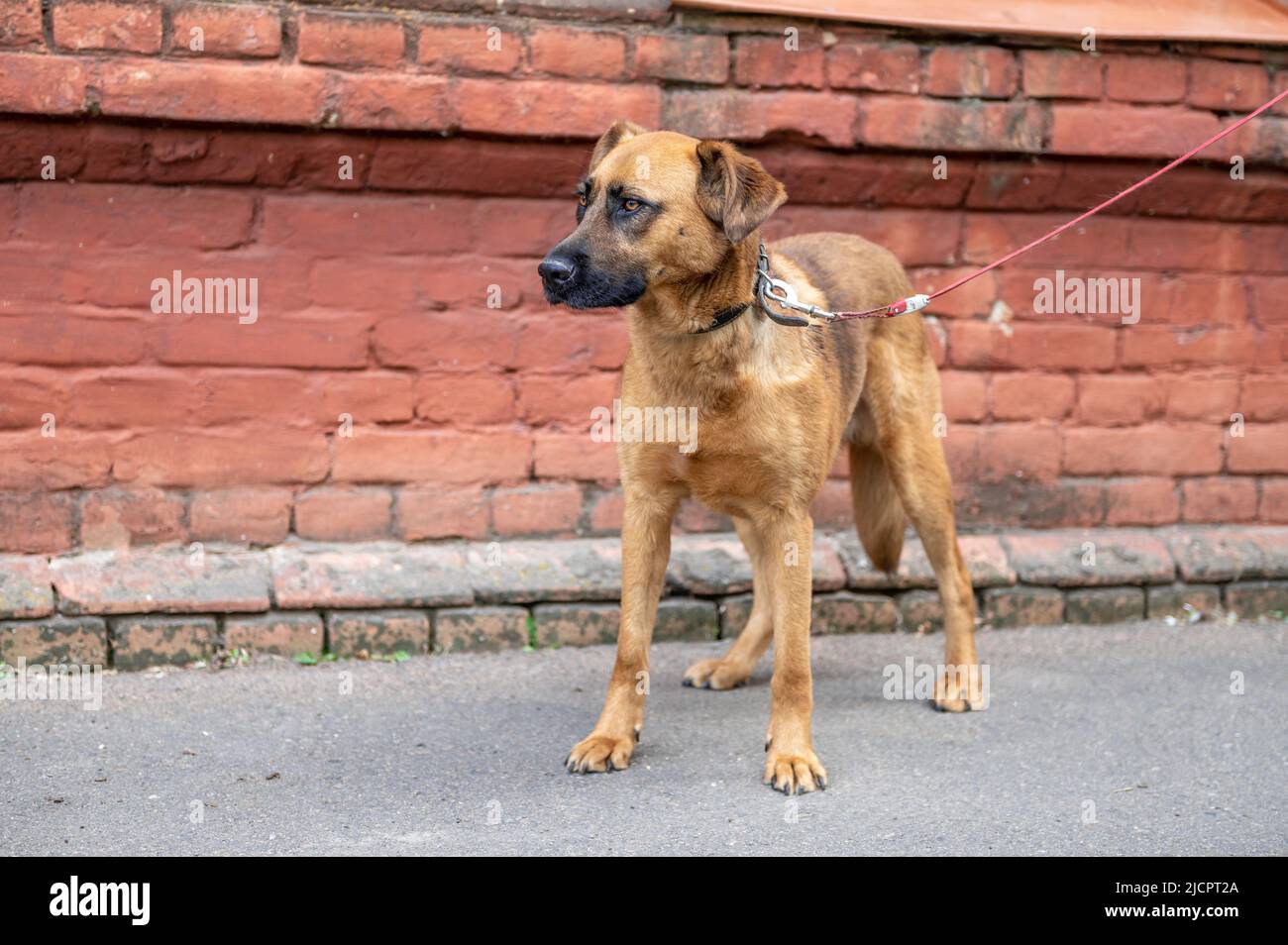 Red dog walking down the street on a leash. Interaction of humans and ...