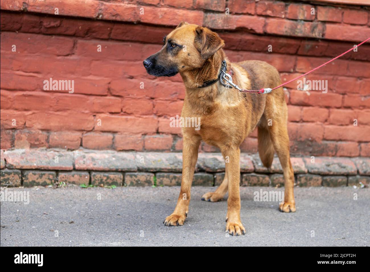 Red dog walking down the street on a leash. Interaction of humans and ...
