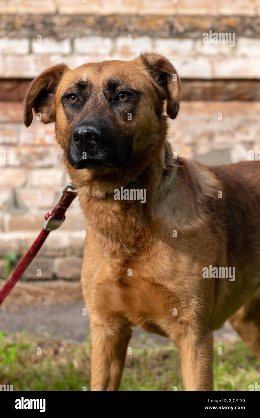 Red dog walking down the street on a leash. Interaction of humans and ...