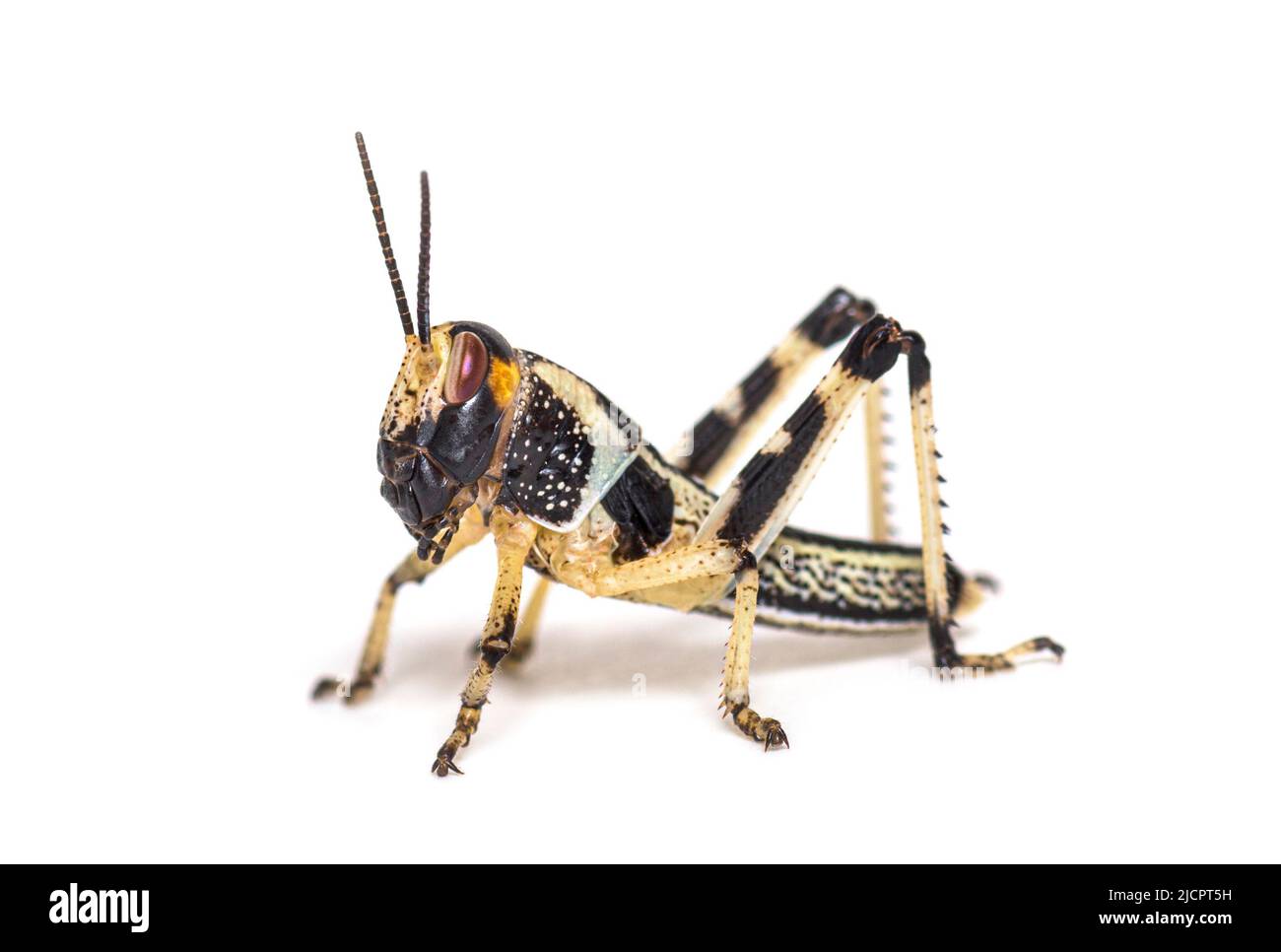 Chrysalis Cut Out Stock Images & Pictures - Alamy