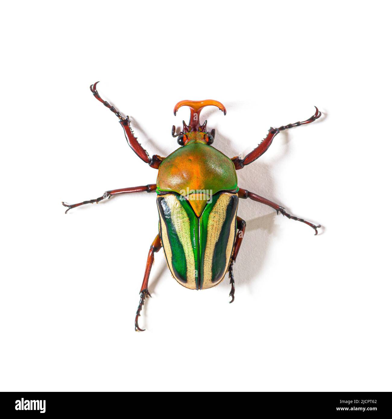 High view of Flamboyant flower beetle, Eudicella gralli species Stock ...