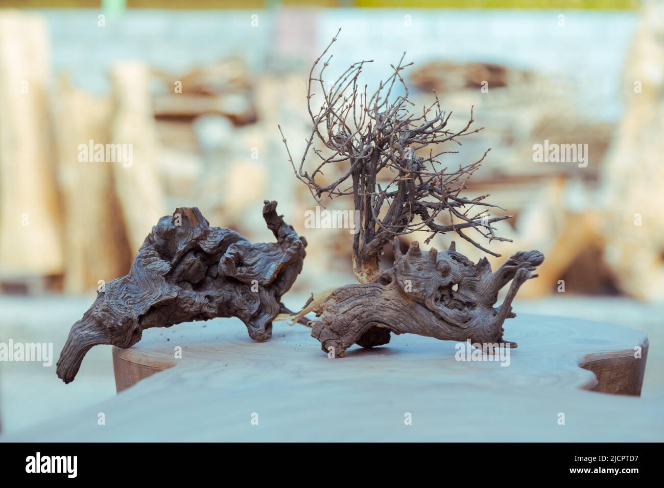 Unique dried remains of tree roots Stock Photo - Alamy