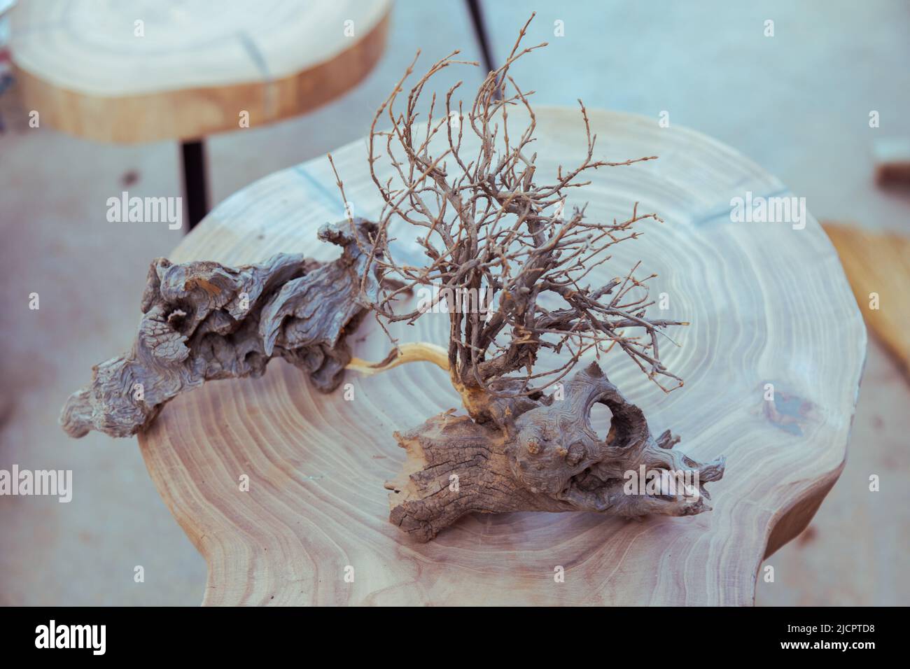 Unique dried remains of tree roots Stock Photo - Alamy