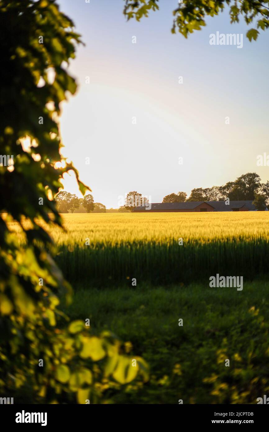 Vibing sunset hi-res stock photography and images - Alamy