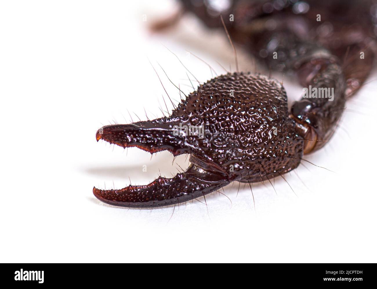 Claw of a Juvenile Emperor scorpion, Pandinus imperator, isolated Stock ...