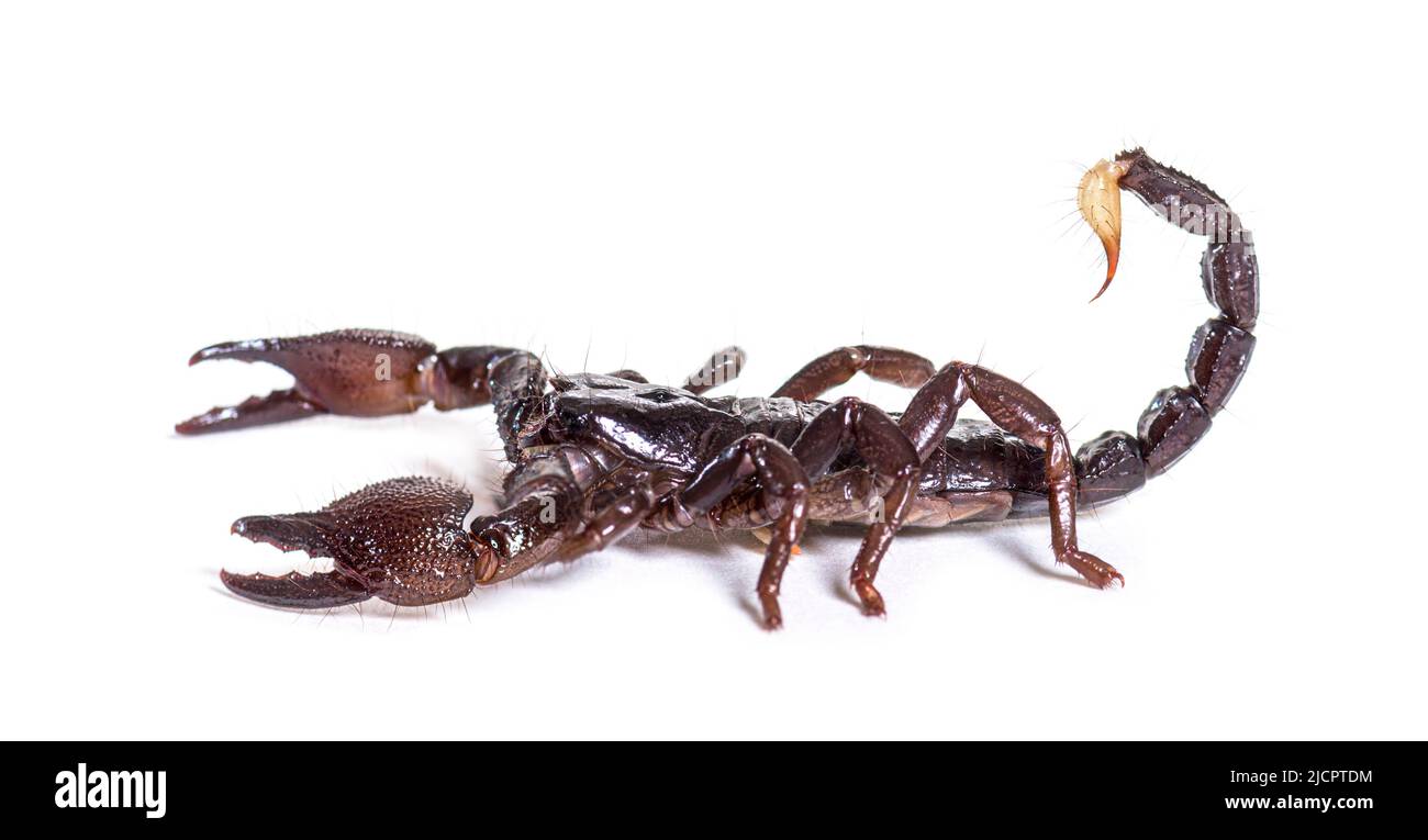 Isolated scorpion hi-res stock photography and images - Alamy
