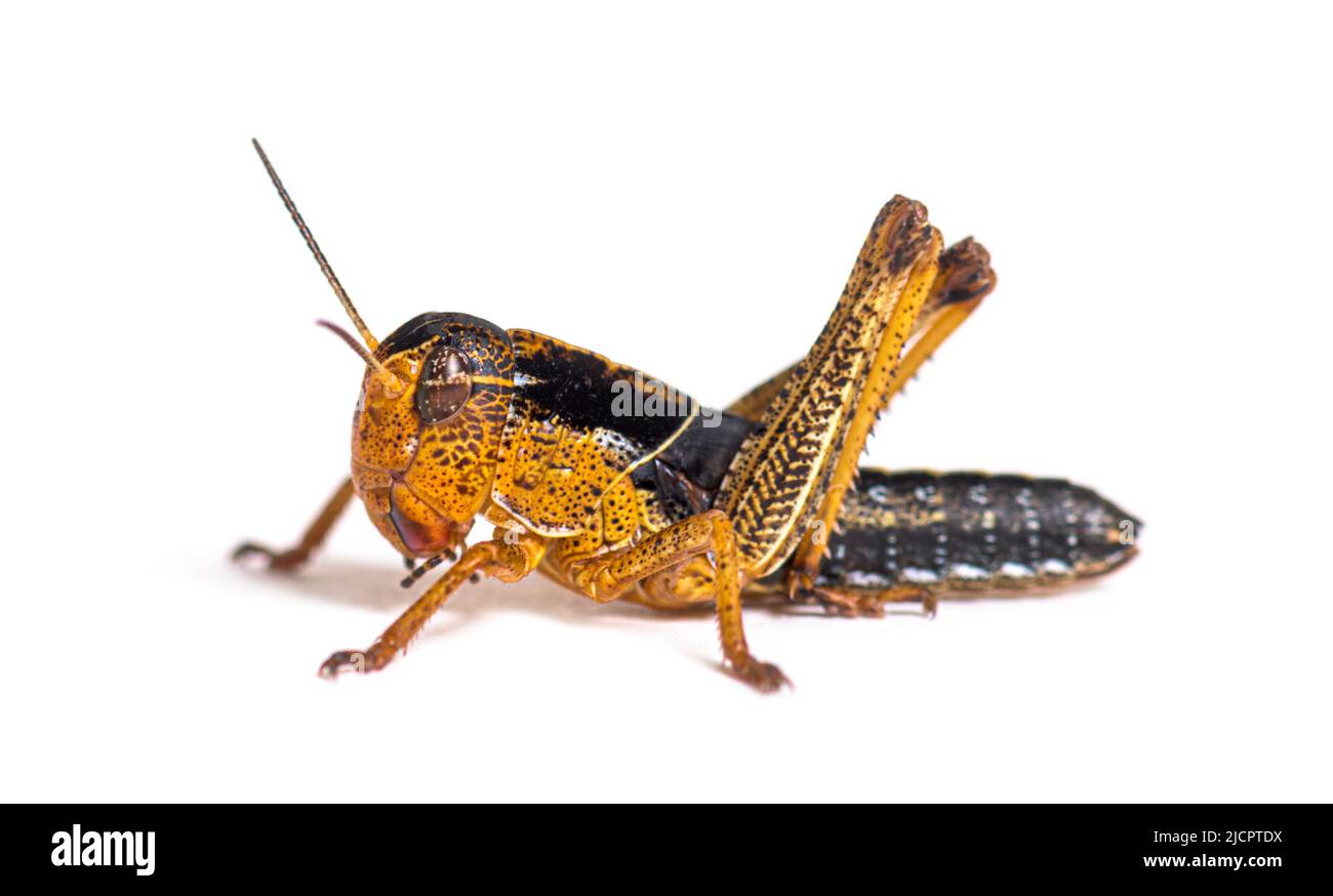 Crysalis stage of locust, Schistocerca gregaria, isolated Stock Photo ...