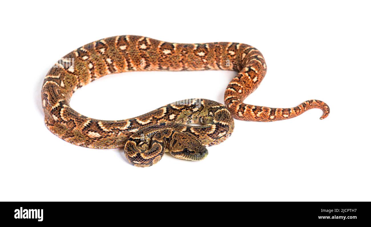 Young Madagascar tree boa, Sanzinia madagascariensis Stock Photo - Alamy