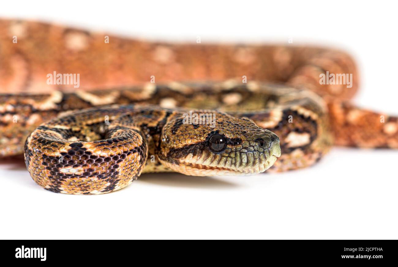 Head shot of Young Madagascar tree boa, Sanzinia madagascariensis Stock ...