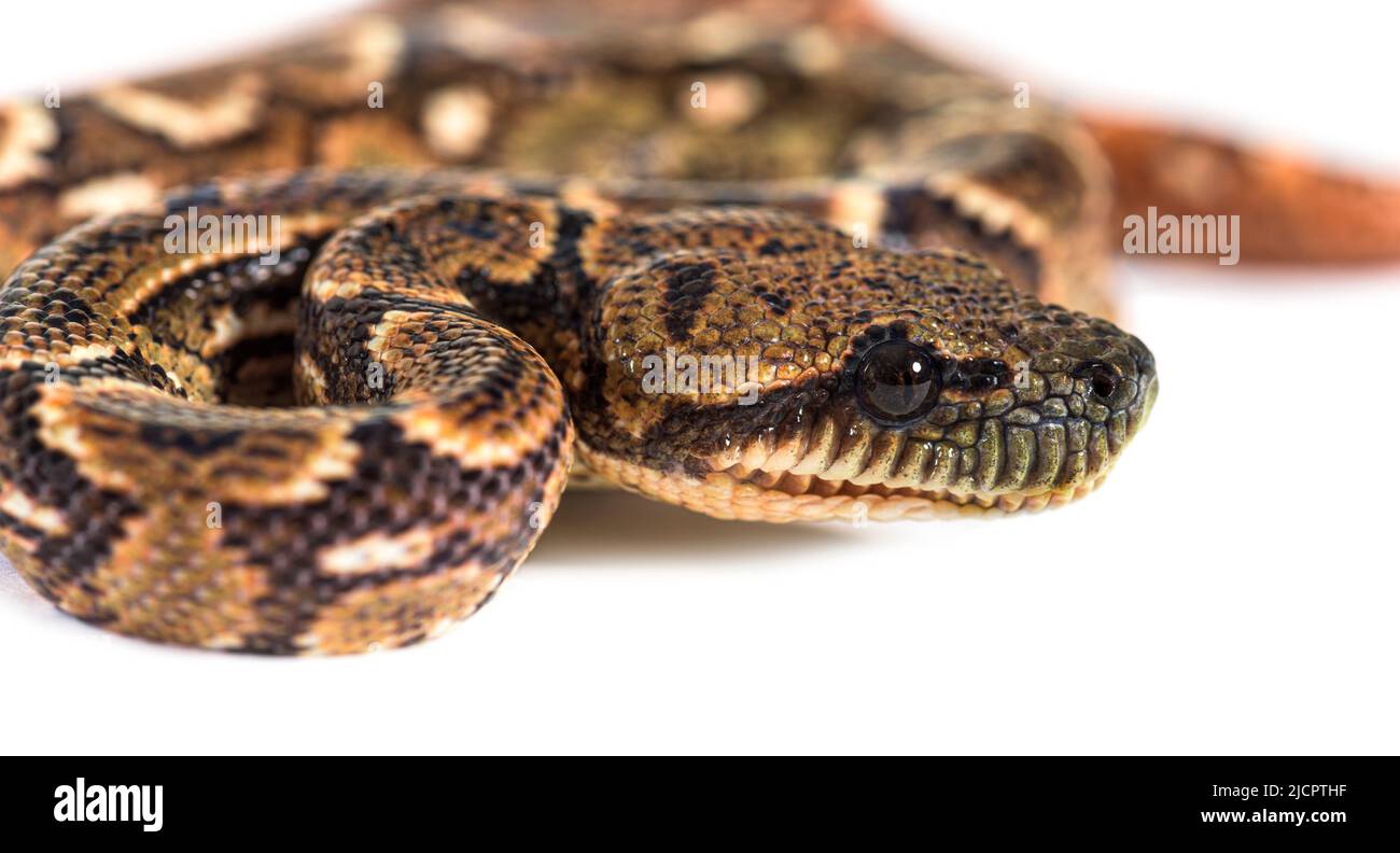 Head shot of Young Madagascar tree boa, Sanzinia madagascariensis Stock ...