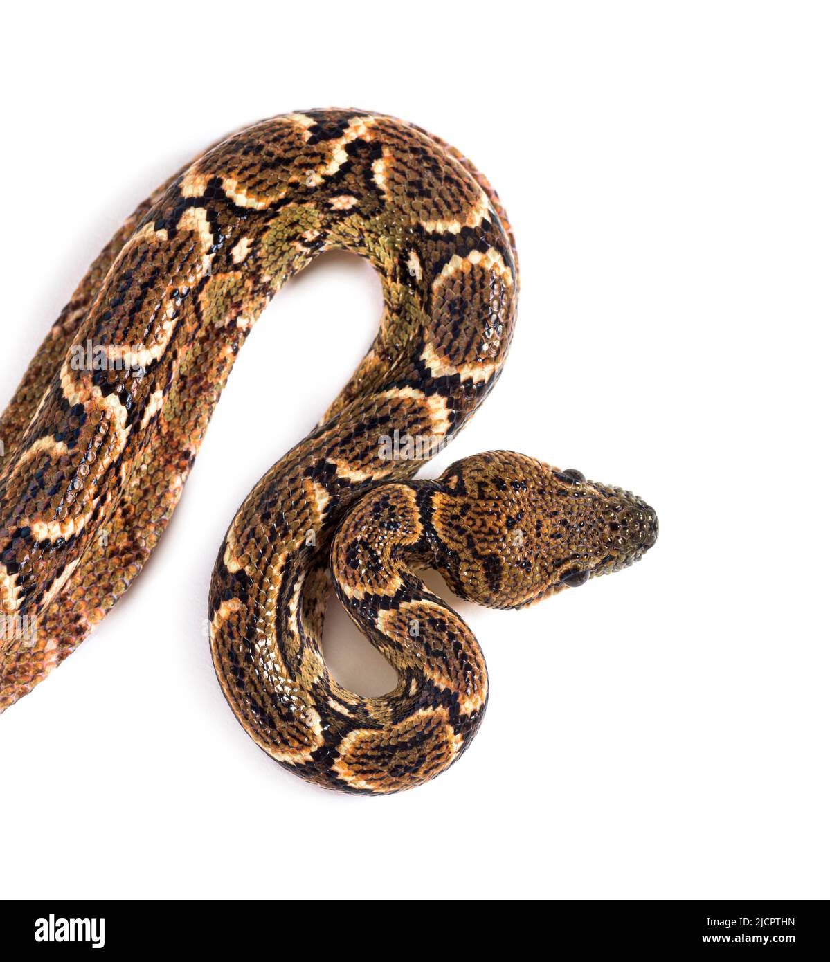 High view of Young Madagascar tree boa, Sanzinia madagascariensis Stock ...