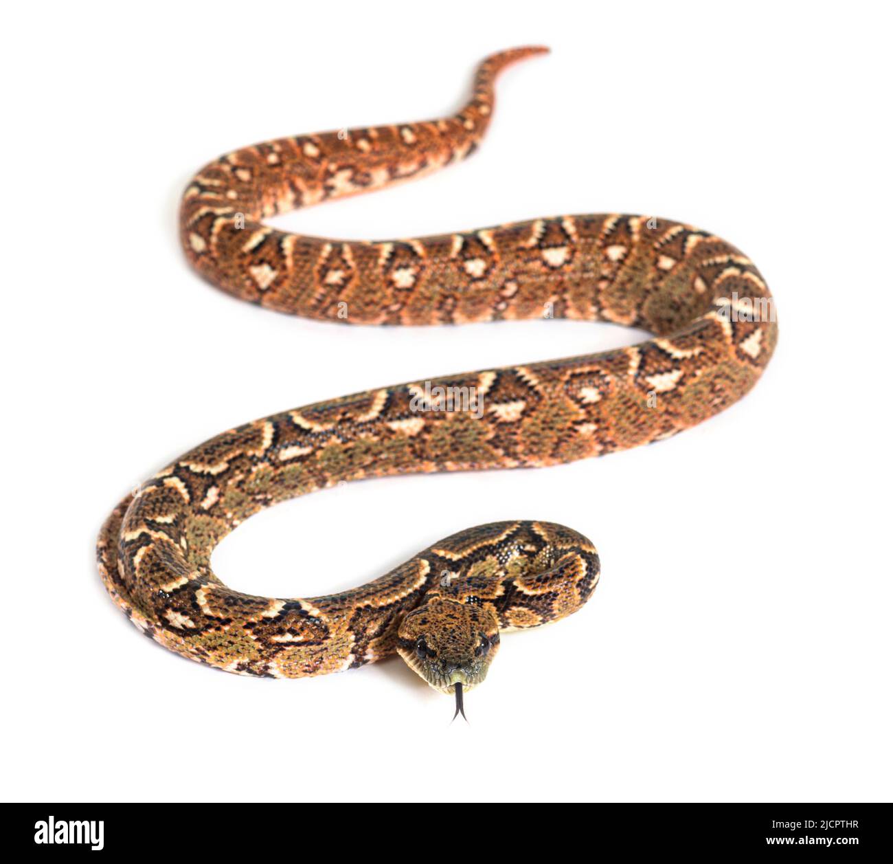 Young Madagascar tree boa sniffing with its tongue out, Sanzinia ...