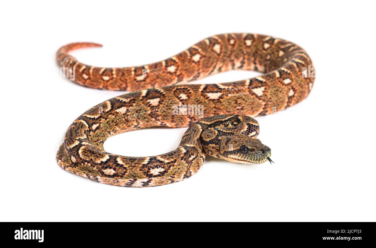 Young Madagascar tree boa, Sanzinia madagascariensis Stock Photo - Alamy