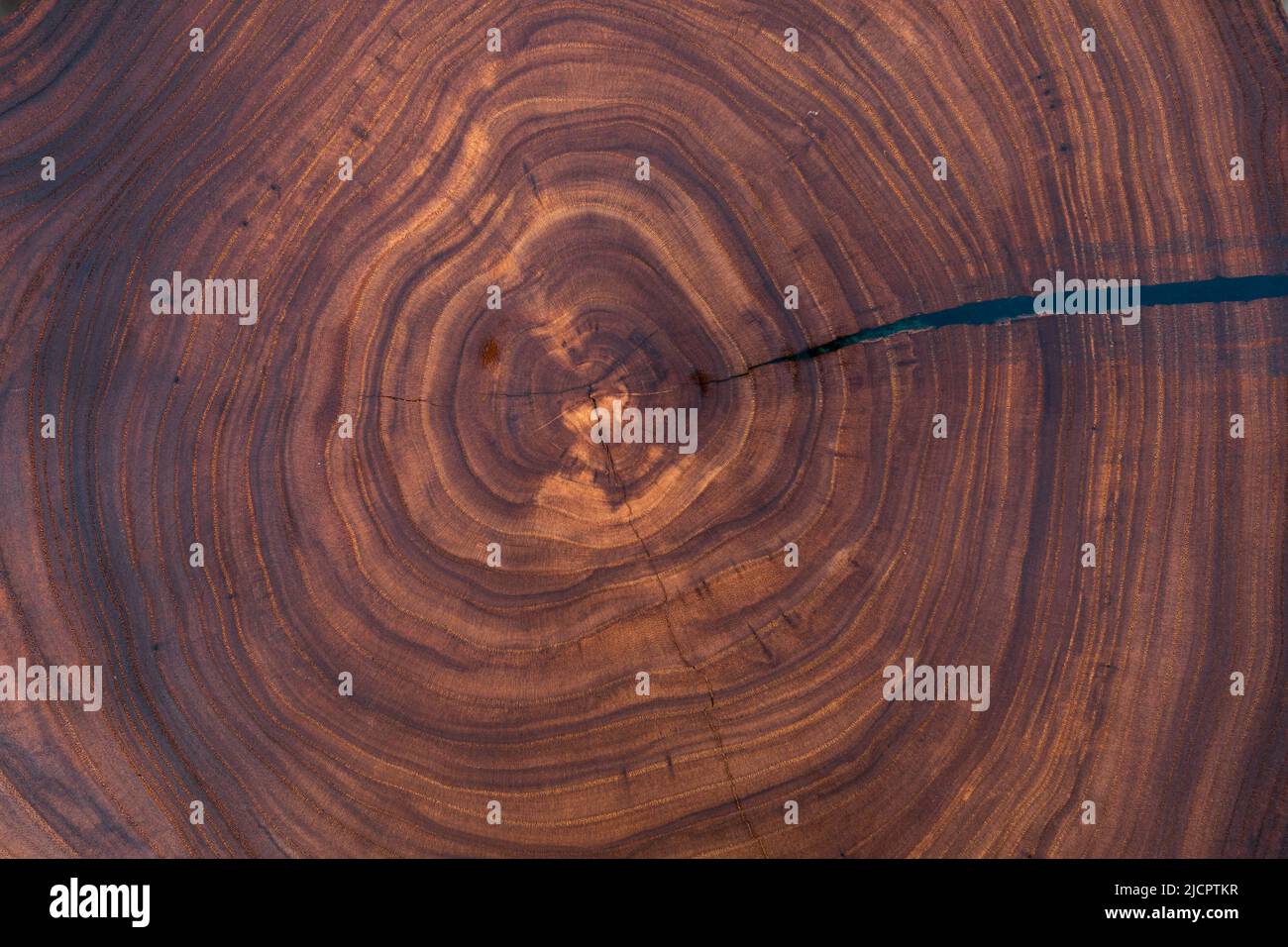 Texture of tree stump for background. Rough organic texture of tree ...