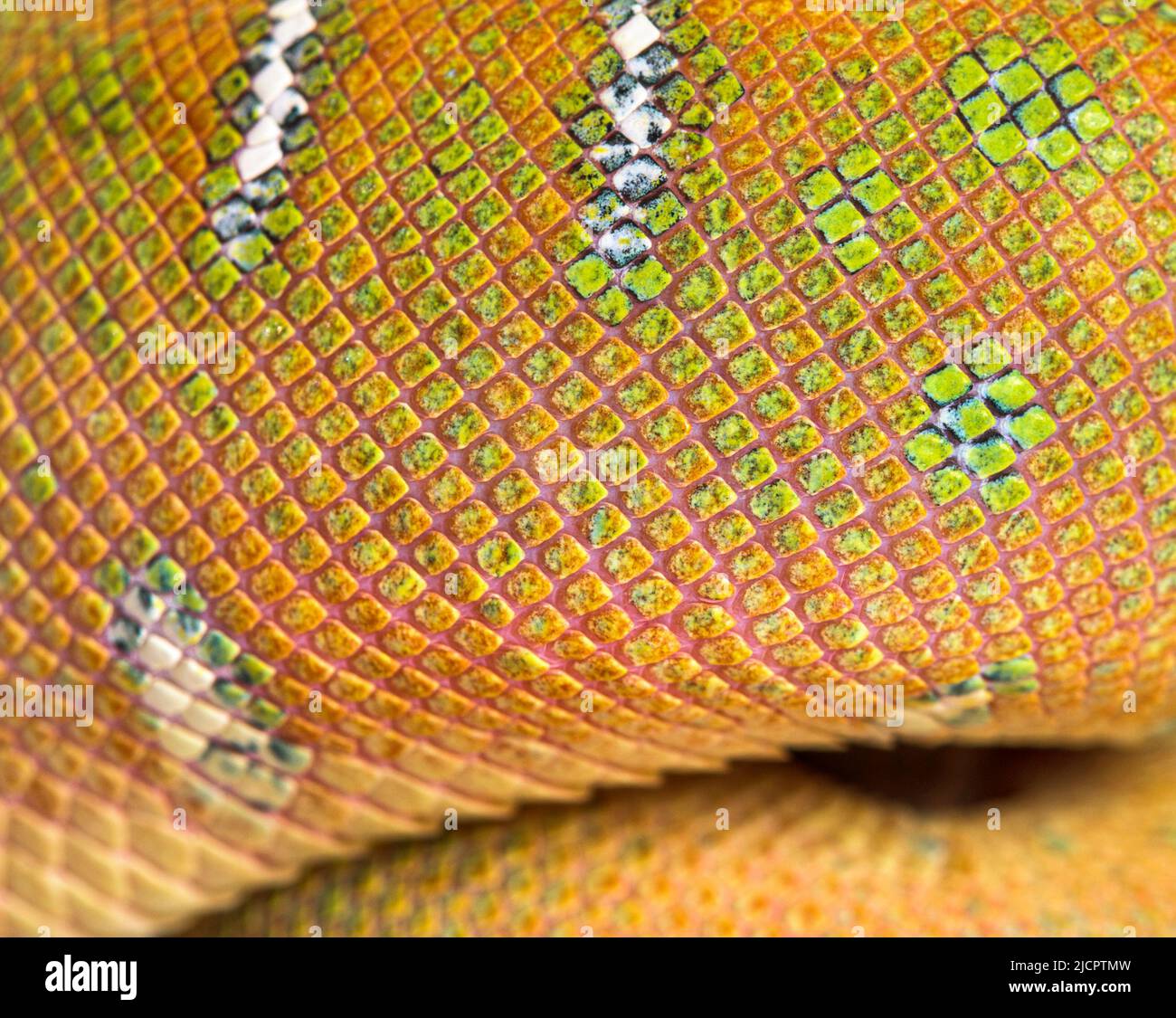 Reptile scales texture hi-res stock photography and images - Alamy