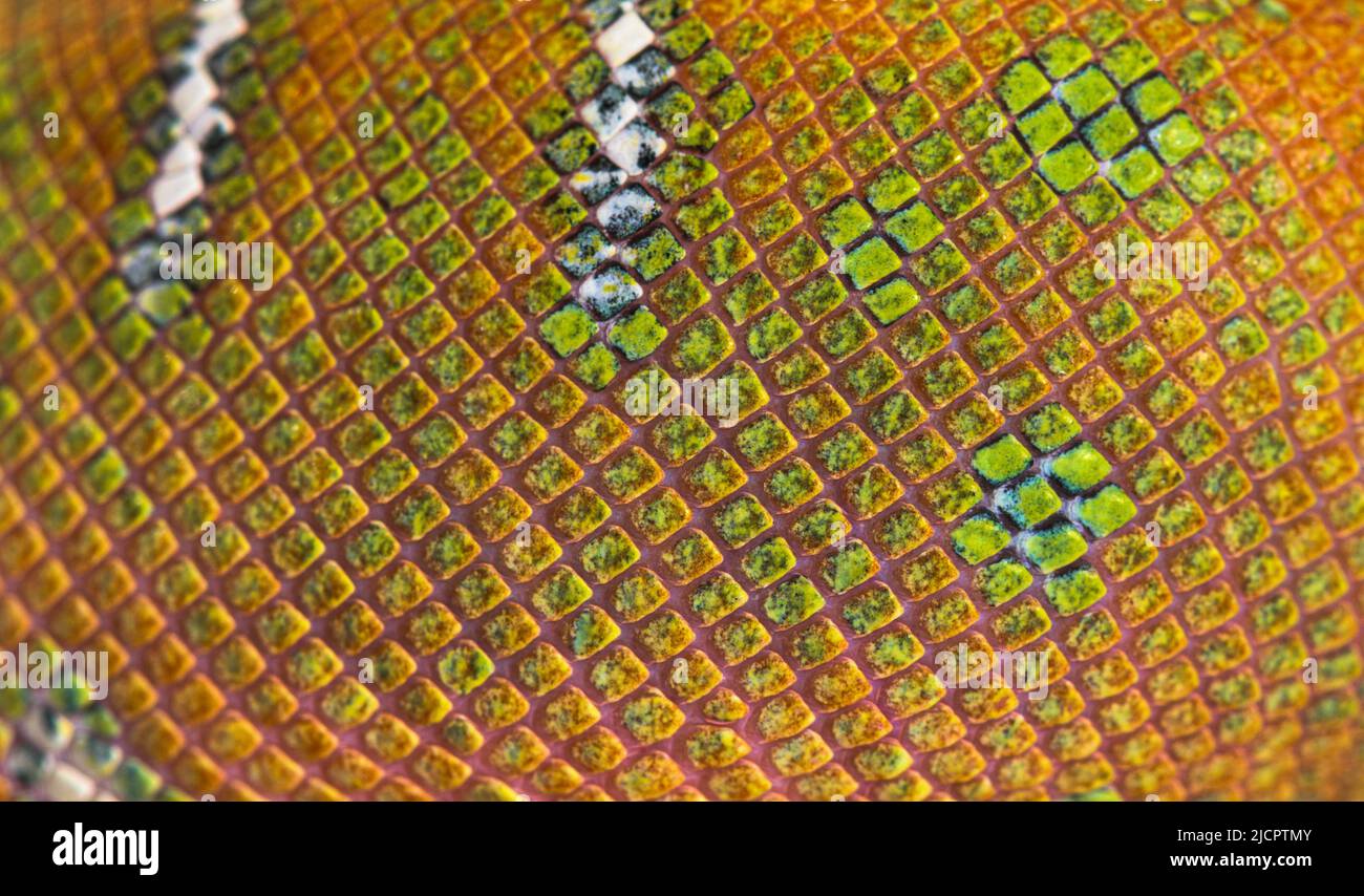 Detail of snake scales hi-res stock photography and images - Alamy