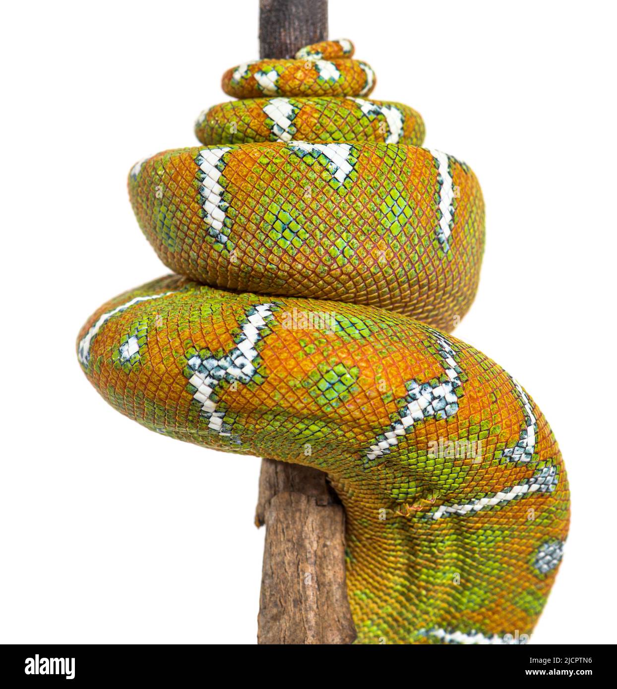 scales of a Juvenile Emerald tree boa wrapped around a branch Stock ...