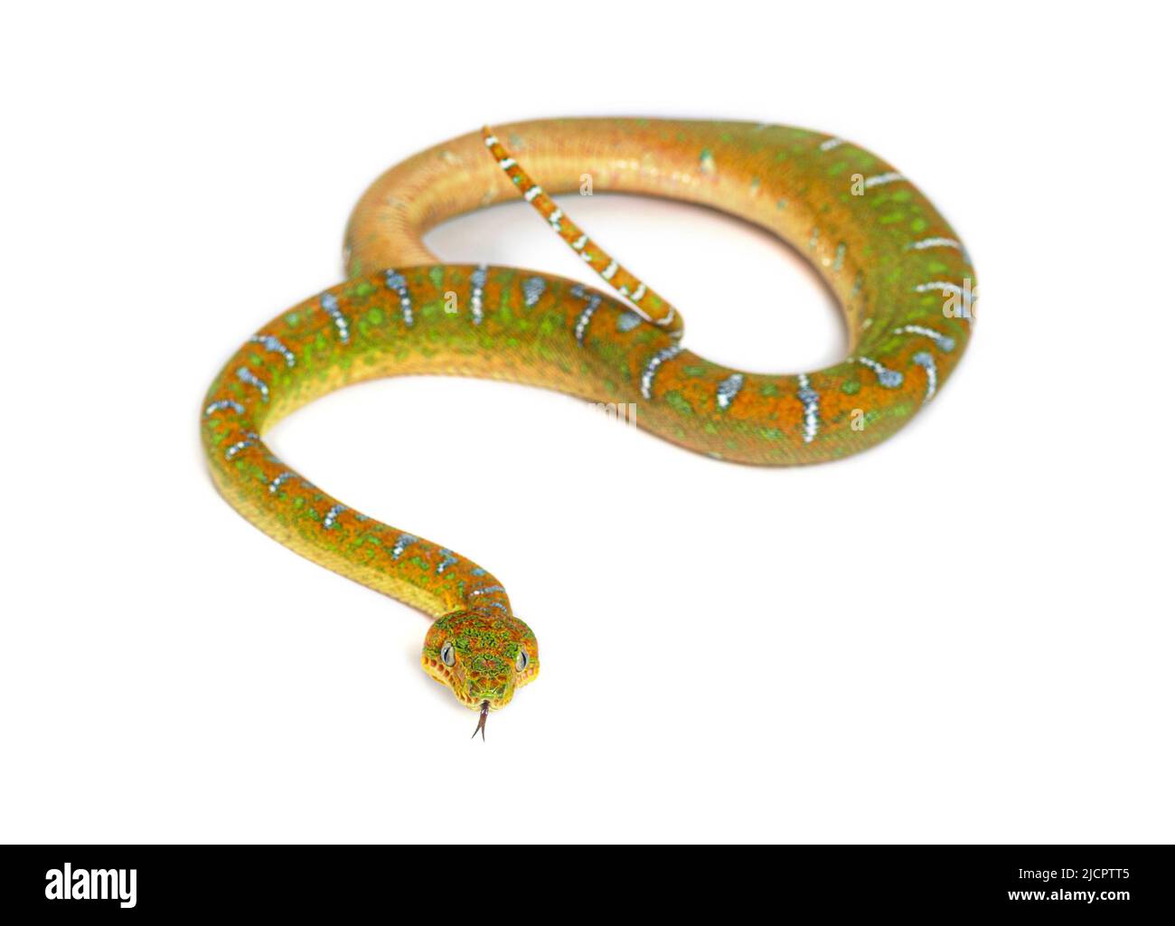 Juvenile Emerald tree boa Corallus caninus Stock Photo - Alamy