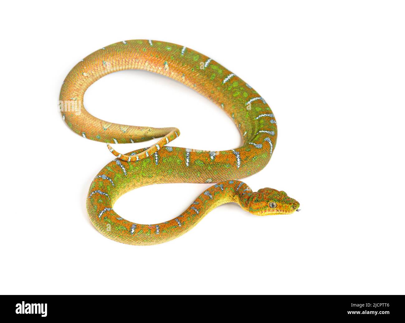 Juvenile Emerald tree boa Corallus caninus Stock Photo - Alamy