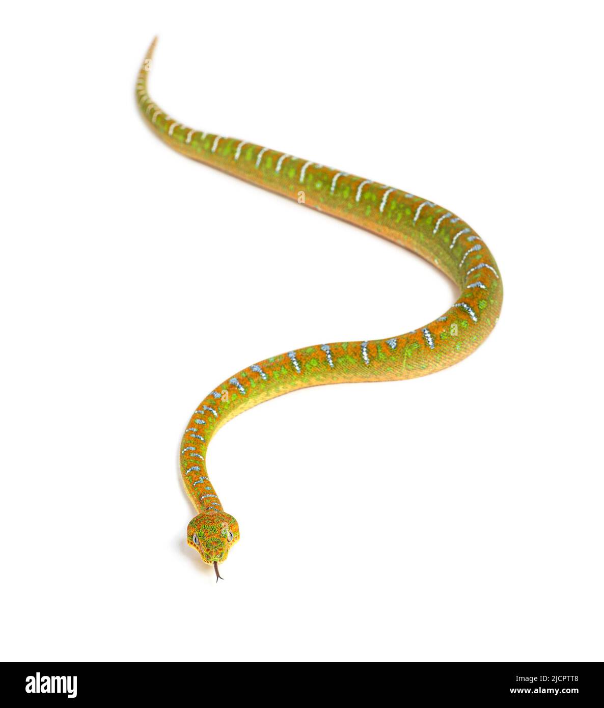 Emerald tree boa hi-res stock photography and images - Alamy