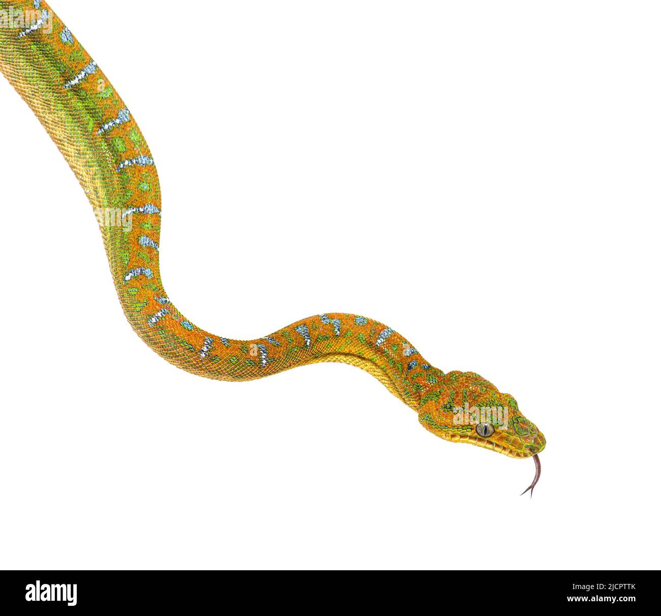 head shot of Juvenile Emerald tree boa, sniffing with its tongue ...