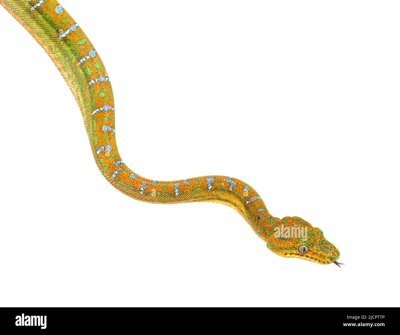 head shot of Juvenile Emerald tree boa, sniffing with its tongue ...