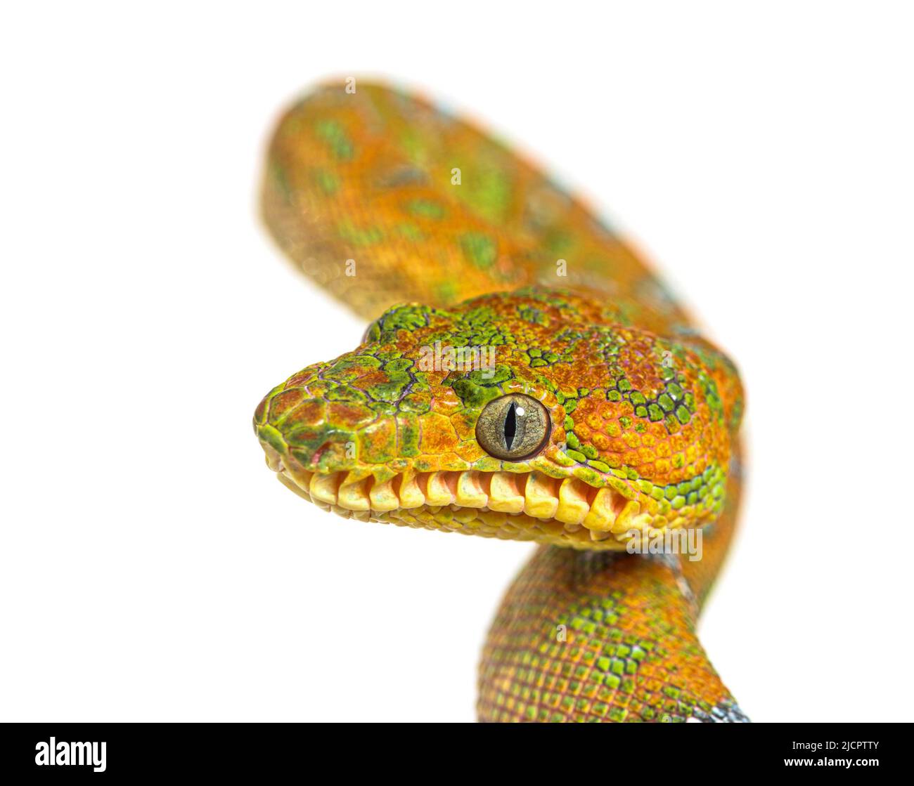 Emerald tree boa background Cut Out Stock Images & Pictures - Alamy